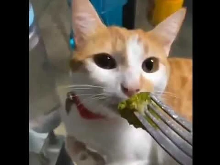 Os melhores memes de gato para comemorar o Dia Internacional do Gato ...