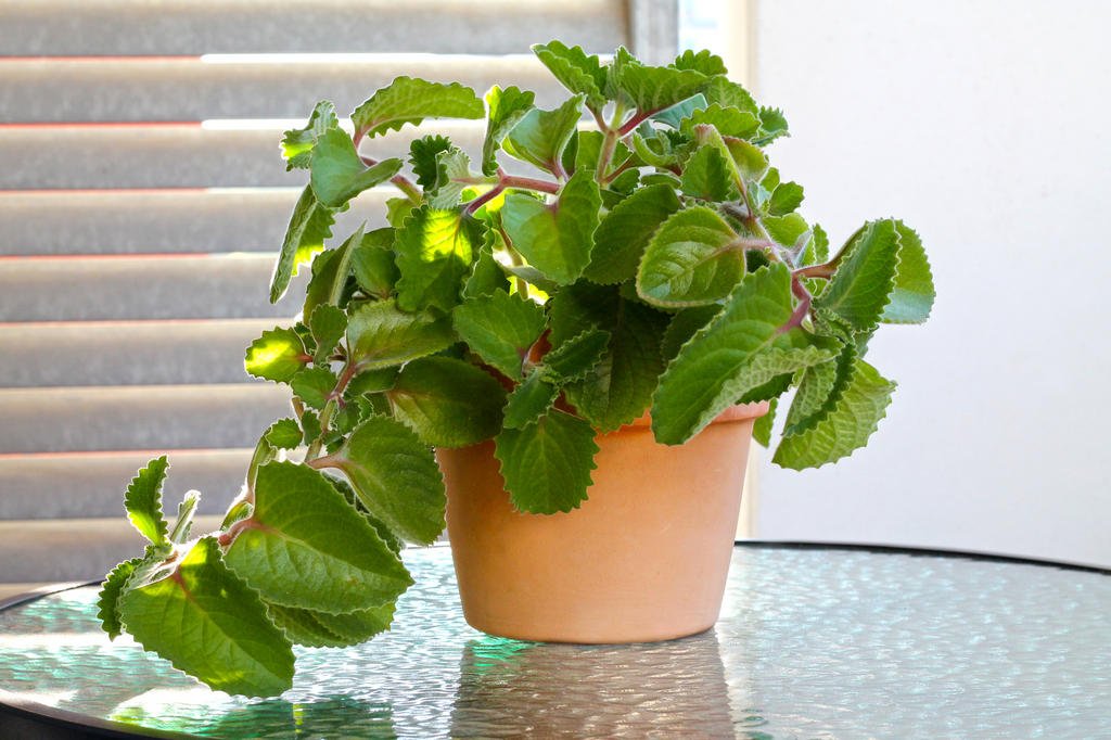 Malvarisco pode ser base para xarope caseiro: veja benefícios e como ...