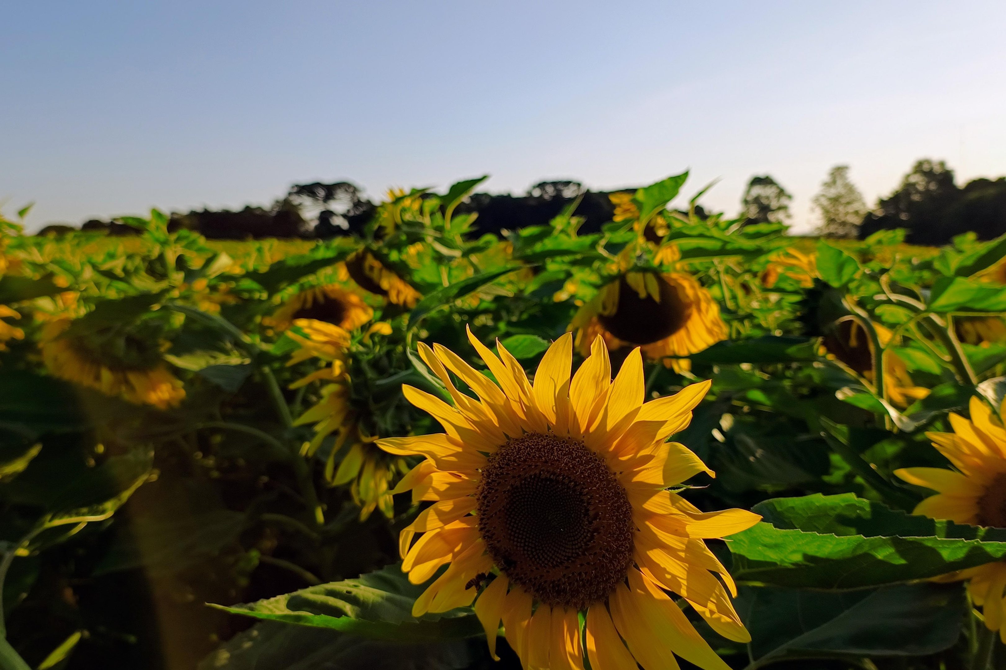 Como é visitar o campo de girassóis que encanta turistas em uma ...