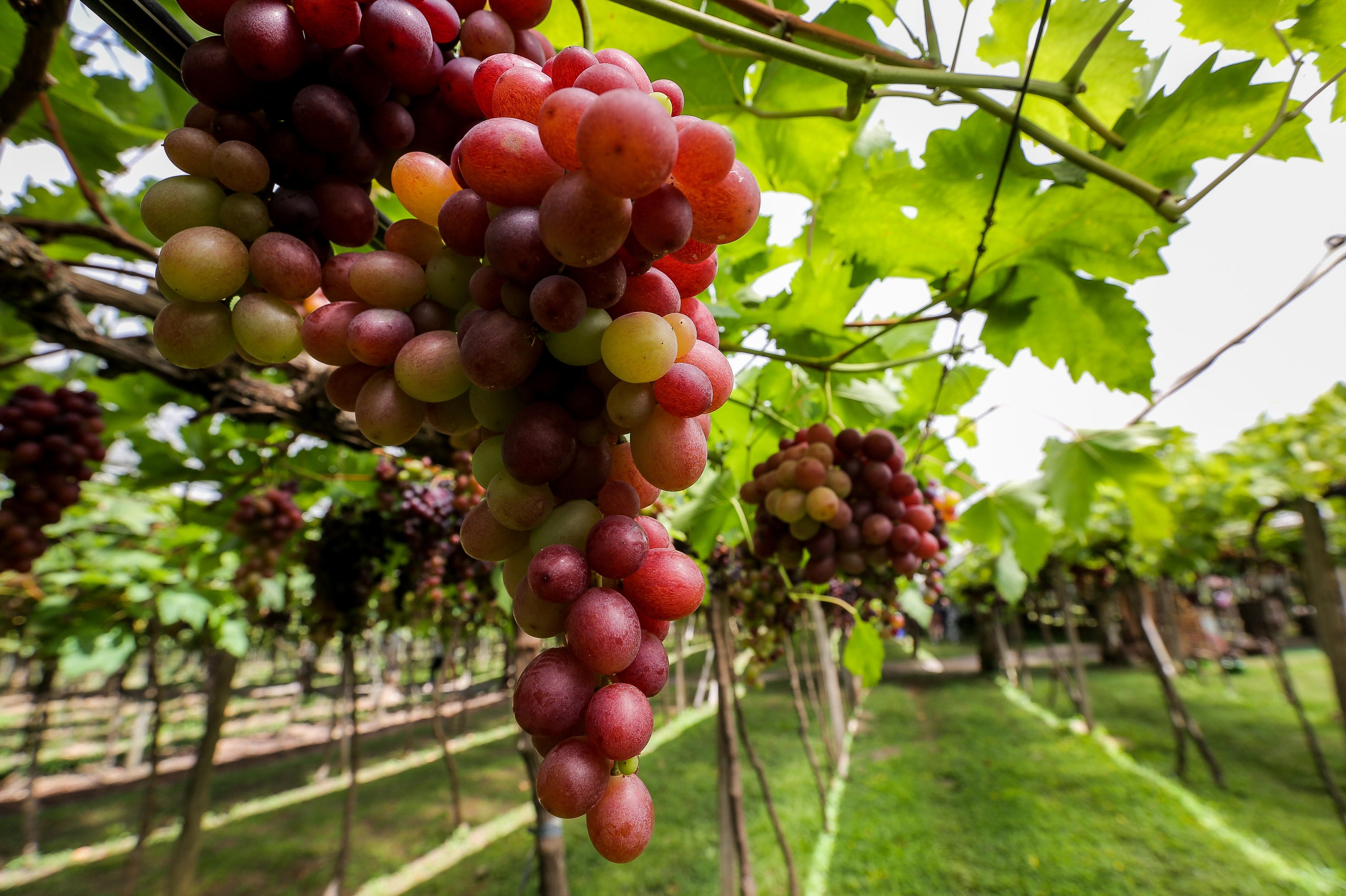 Baile de máscaras, jantar sob as estrelas, maratona e mais: o que ...