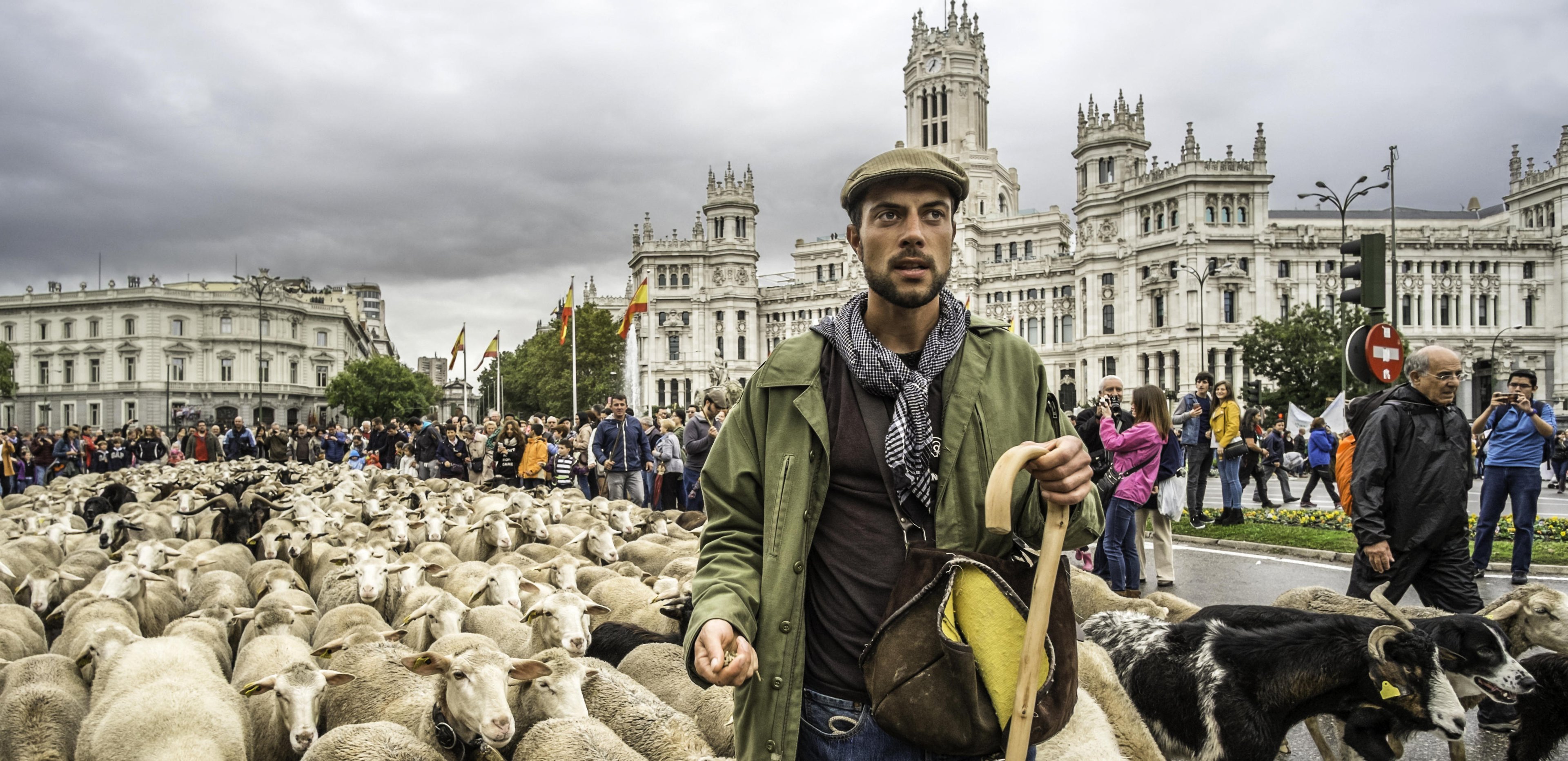 Ovelhas e cabras invadem ruas de Madrid; entenda | GZH
