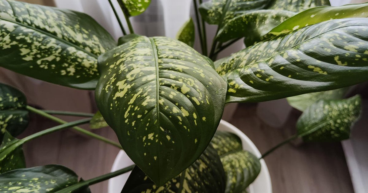 Plantas Que Podem Causar Alergia E Intoxicação Gzh