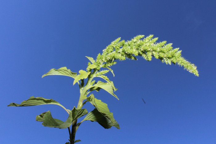 Rápida expansão do caruru nas lavouras preocupa agricultores gaúchos ...