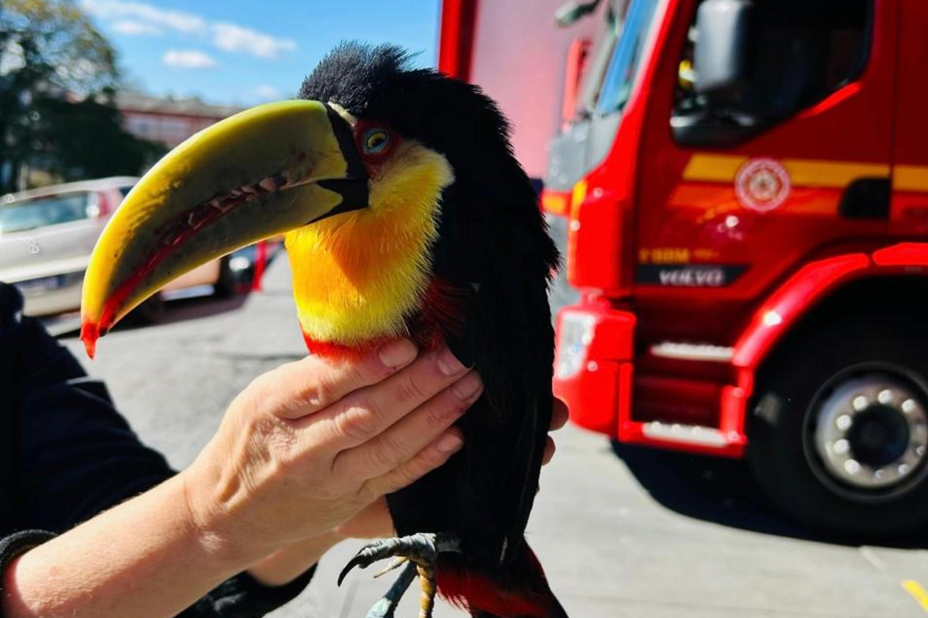 Animais silvestres atropelados ou encontrados em casa: saiba como agir ...