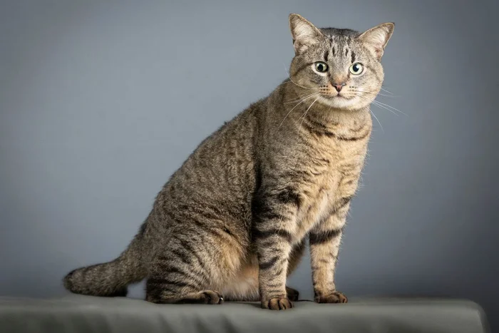 Gato tigrado: 6 raças que se destacam pela pelagem | Donna
