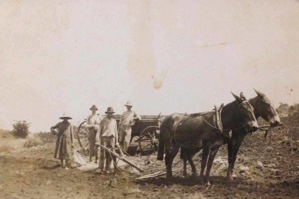 Entenda a diferença de jumento, mula e burro, animais importantes no ...