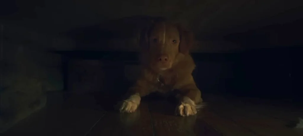 "Good Boy": assista ao trailer do novo terror sob a perspectiva de um ...