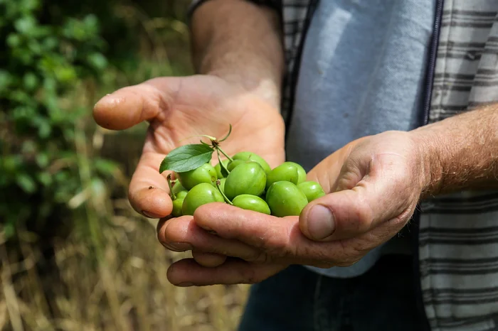 Falta de mão de obra desafia agricultores caxienses em época de raleio ...
