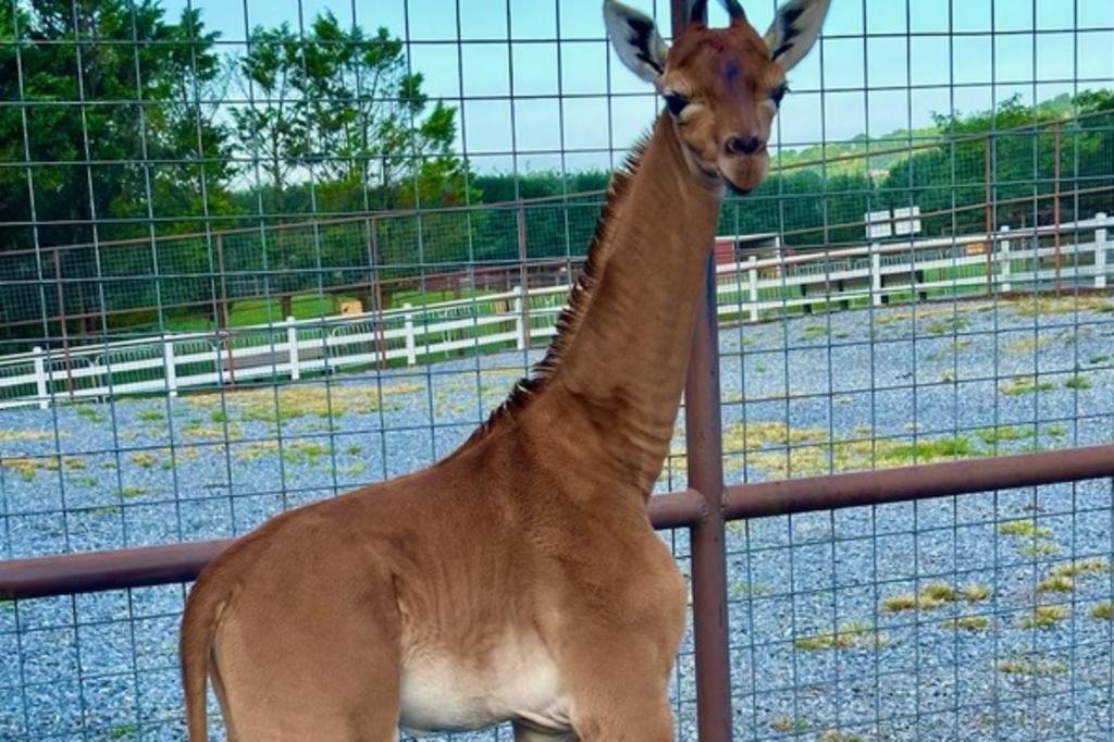 Girafa nasce sem nenhuma mancha em zoológico nos EUA | GZH