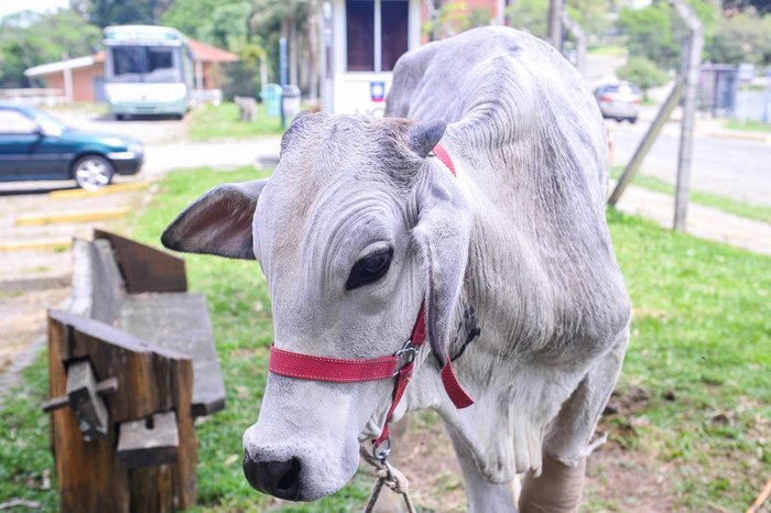 Resgatado na enchente em Muçum, boi receberá prótese na UCS, em Caxias ...