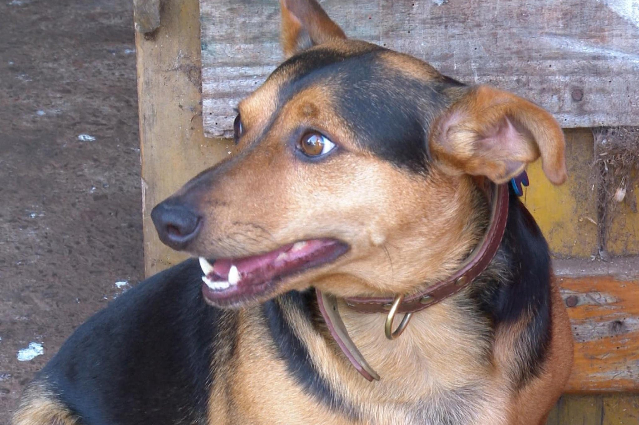 Cachorro abandonado que virou mascote da Brigada Militar ajuda na lida ...