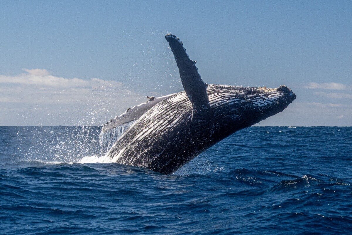 Baleia-jubarte: 7 curiosidades sobre a gigante do oceano | Donna