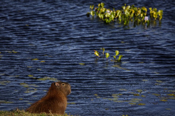 Estação Ecológica do Taim tenta virar patrimônio natural da Unesco há ...