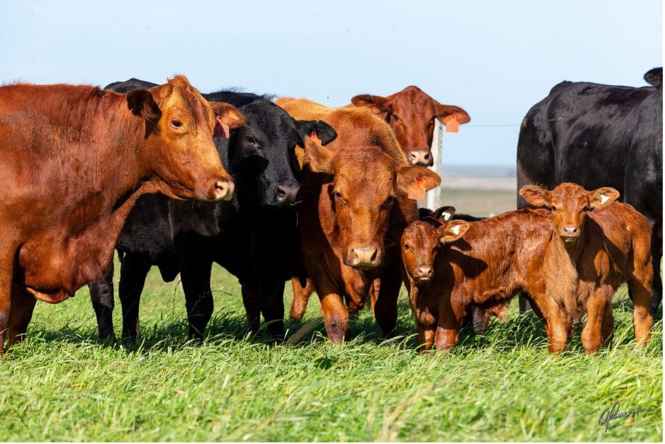 Entenda como o encadeamento produtivo valoriza produtores rurais | GZH