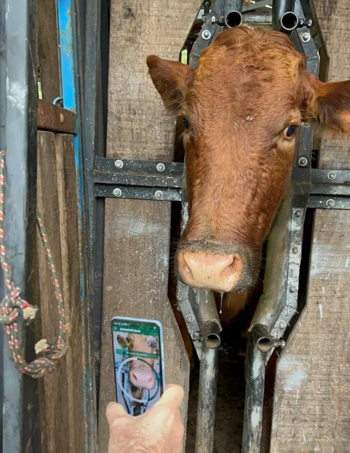 Focinho é o novo CPF? Tecnologia gaúcha identifica animais como se ...