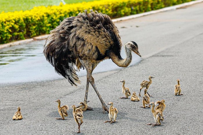 Filhotes de ema nascem no Palácio da Alvorada, em Brasília | GZH
