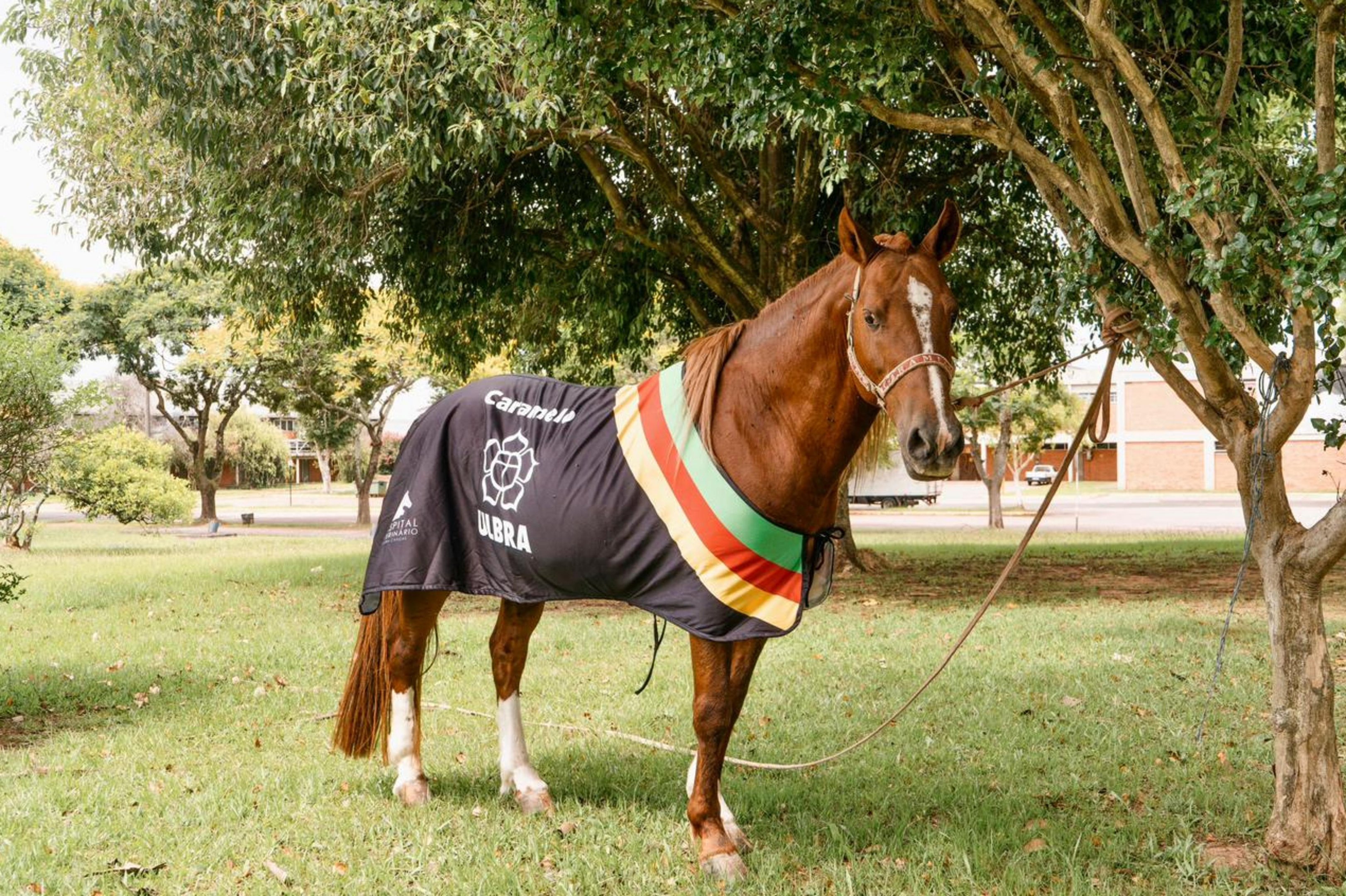 Como está o cavalo Caramelo dois anos depois do resgate na enchente | GZH