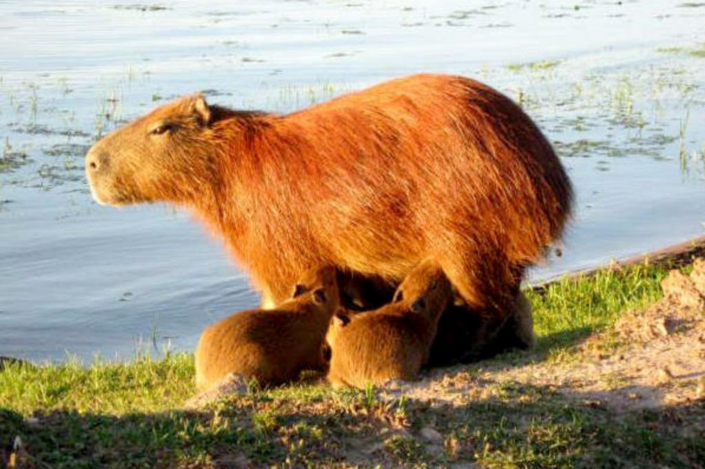 Conheça 5 espécies que podem ser encontradas no Taim | GZH