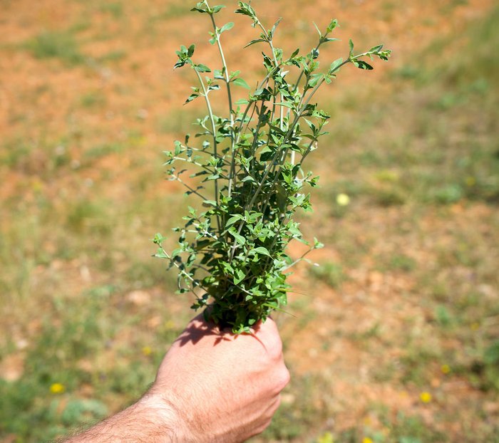 Chá de poejo: para que serve, benefícios e como fazer | GZH