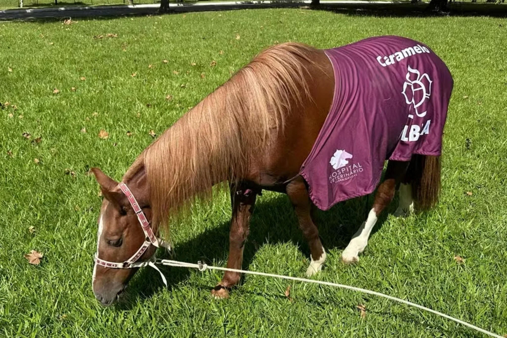 Como está o cavalo Caramelo um ano após ser resgatado de telhado ...