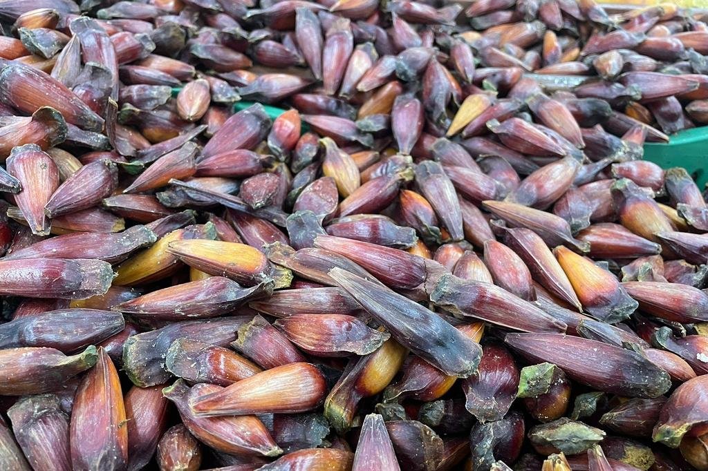 Preço do pinhão segue média de anos anteriores em meio a boa safra no ...