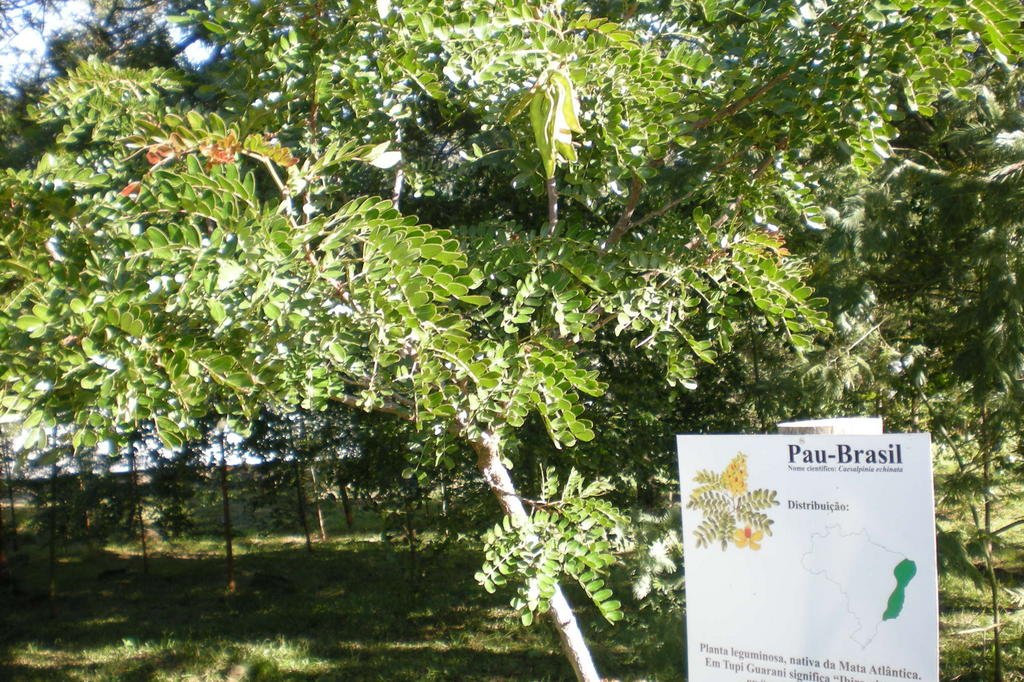 Pau para toda obra | GZH