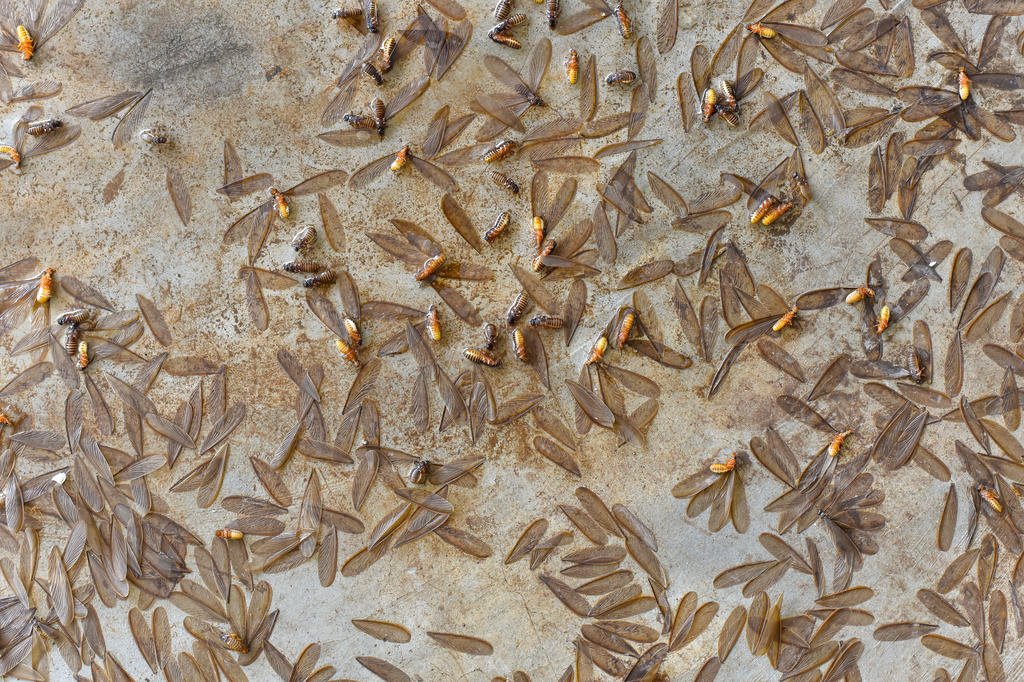 Como identificar e acabar com cupim? | GZH