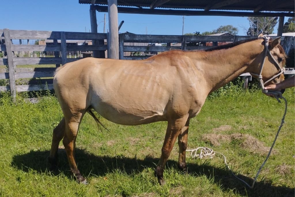 Égua prenhe e cadela são resgatadas de maus-tratos em Rio Grande | Zona Sul