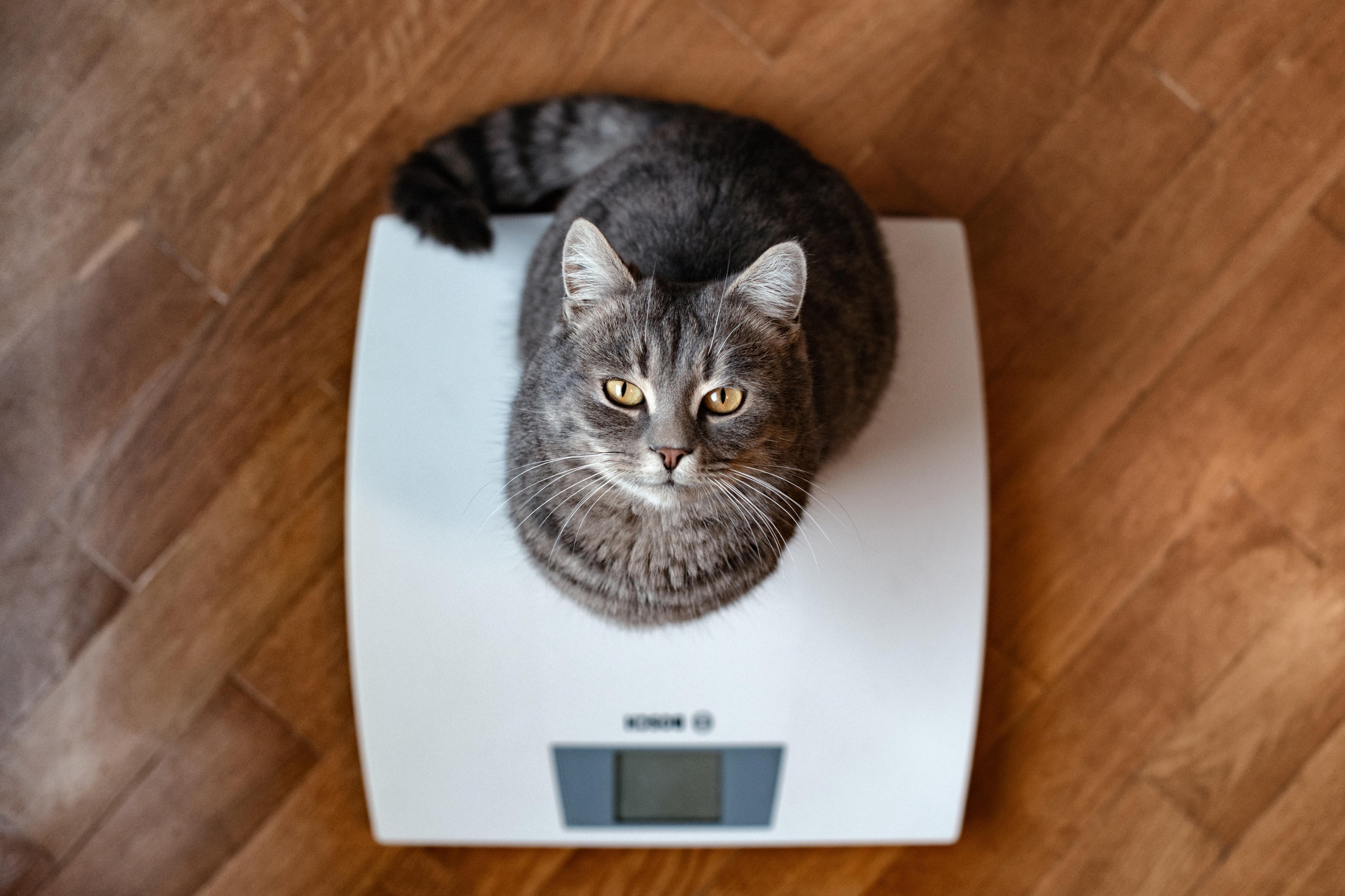 Ozempic para pet?Farmacêutica inicia estudo para aplicação de canetas ...