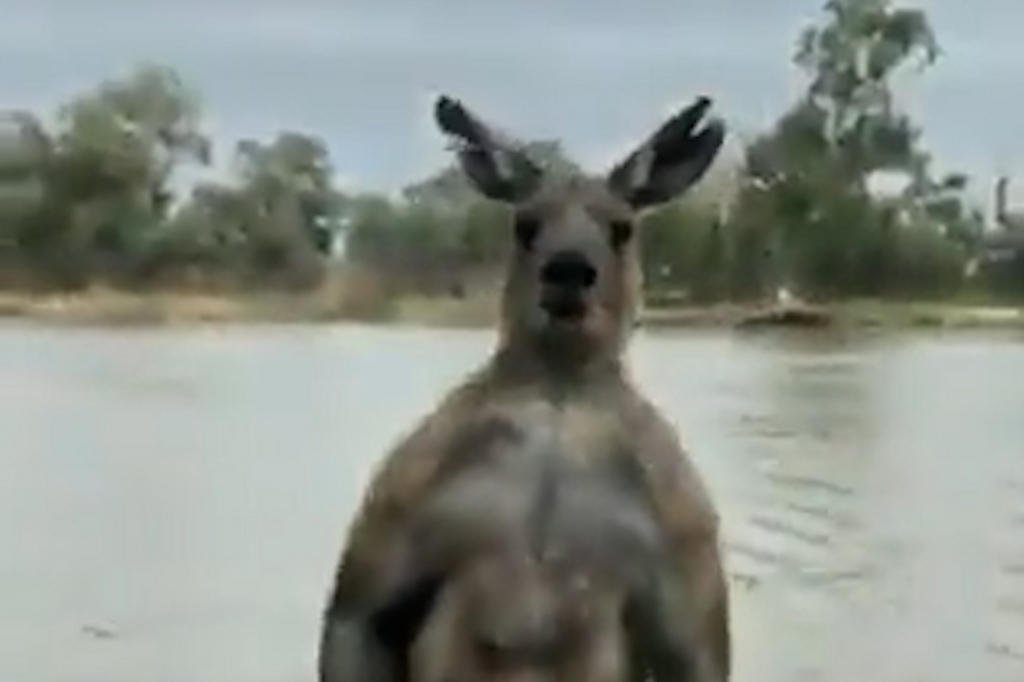 VÍDEO: homem luta com canguru para salvar cão na Austrália | GZH