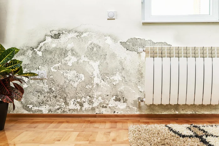 5 Dicas Para Eliminar O Mofo E Reduzir A Umidade Em Casa Durante O Inverno Passo Fundo