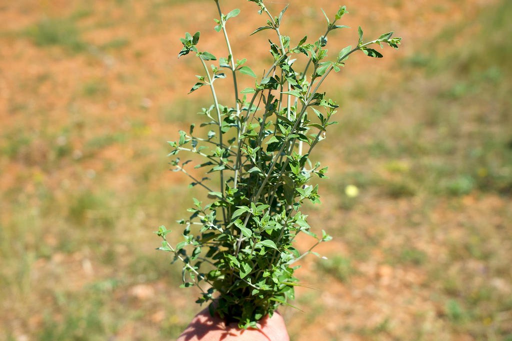 Chá de poejo: para que serve, benefícios e como fazer | GZH