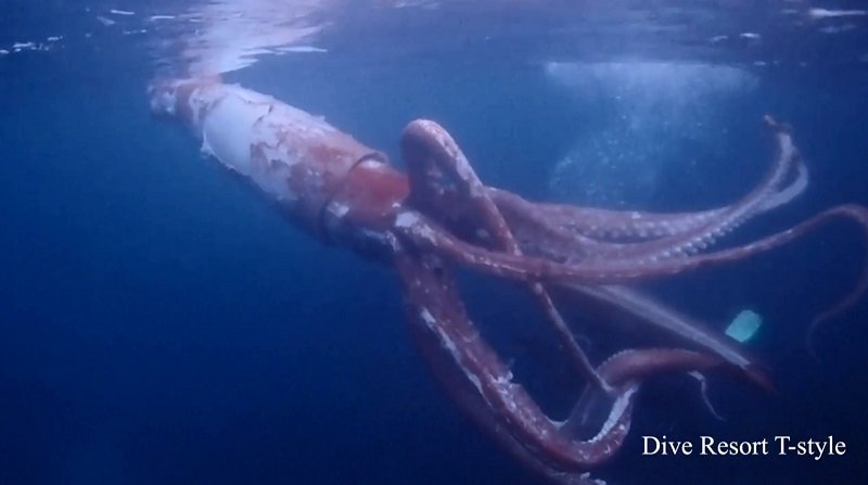 Mergulhadores japoneses registram imagens raras de lula gigante; veja ...