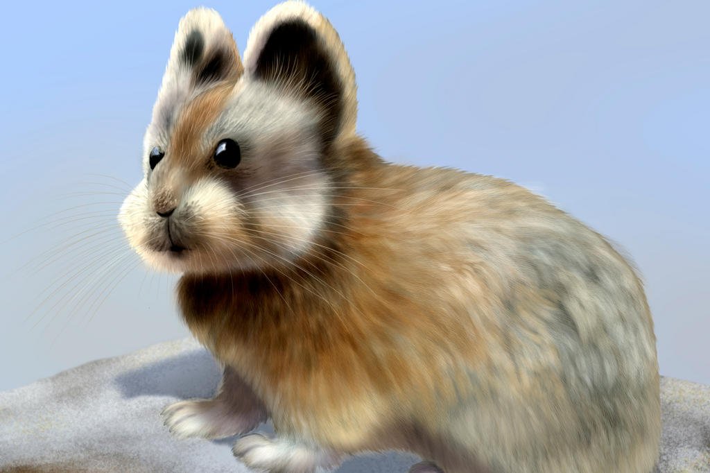 Conheça o pika, mamífero de 20 centímetros que está ameaçado de ...