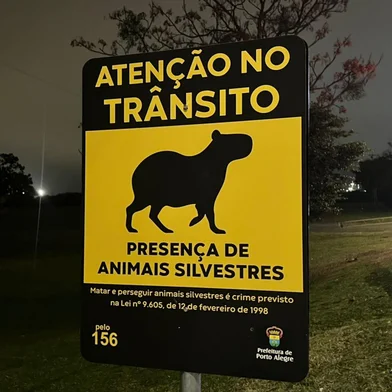 capivaras: Últimas Notícias | GZH