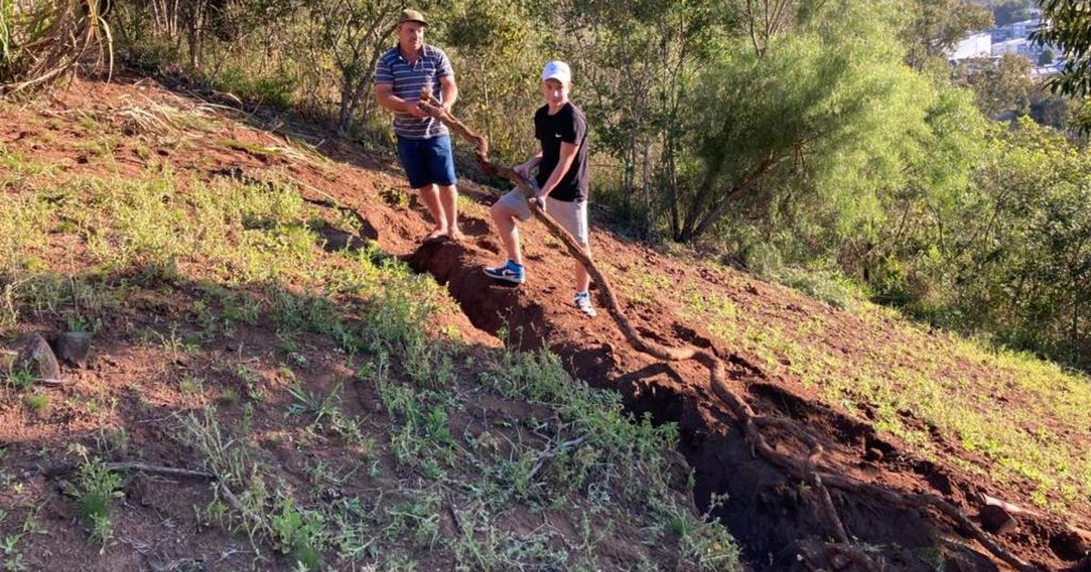 Mandioca gigante de 16 metros é colhida em Rondinha | Passo Fundo Mandioca gigante de 16 metros é colhida em Rondinha | Passo Fundo