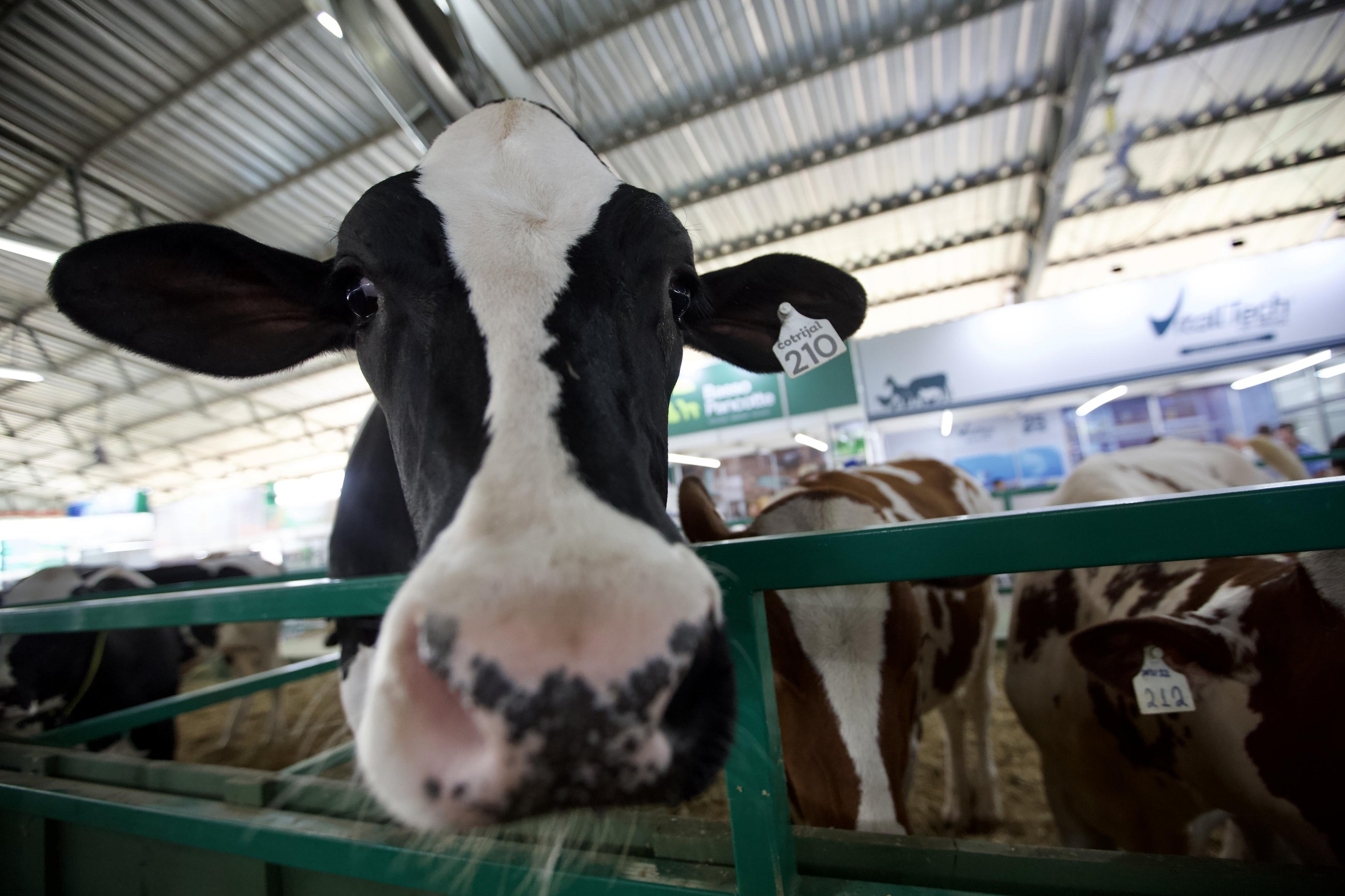 Focinho é o novo CPF? Tecnologia gaúcha identifica animais como se ...