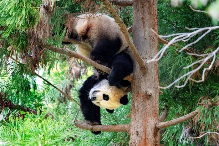 China e Estados Unidos podem reativar "diplomacia do panda" | GZH