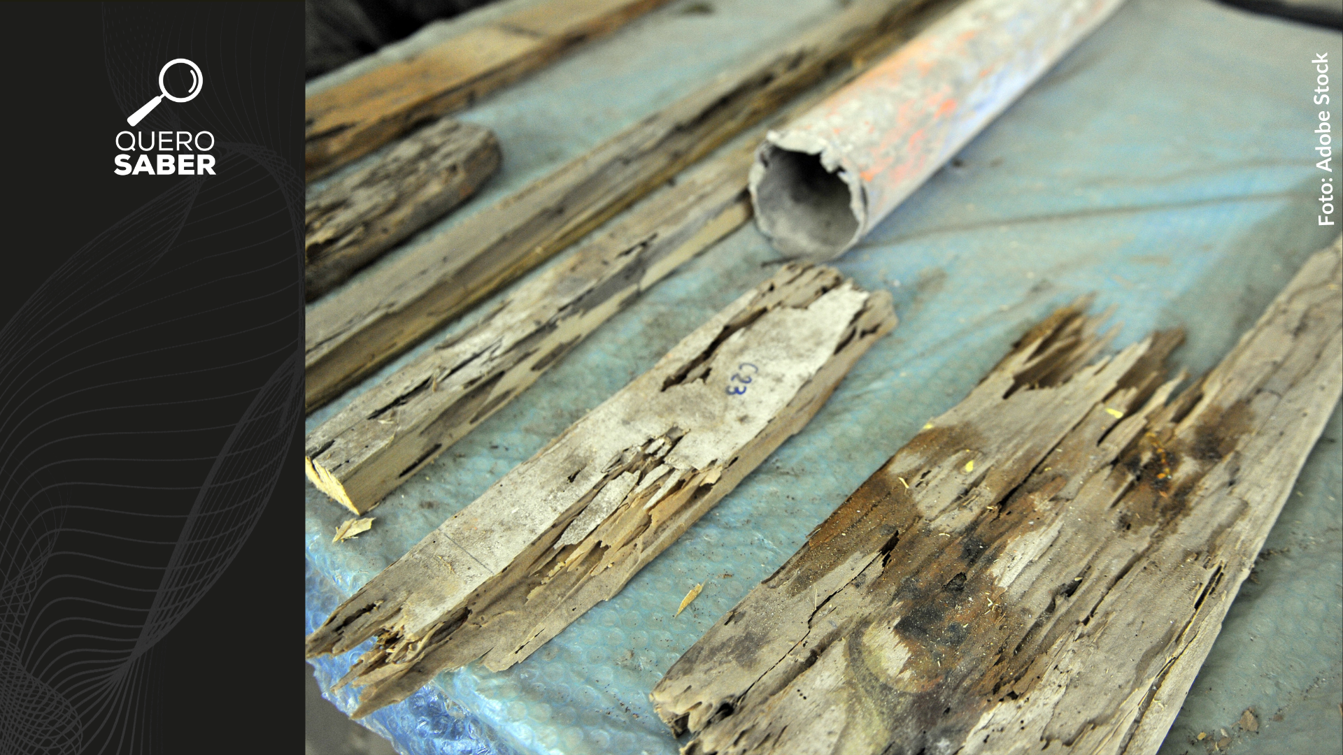 O que o cupim come e o que é o "pó" que o animal deixa? | Quero Saber | GZH