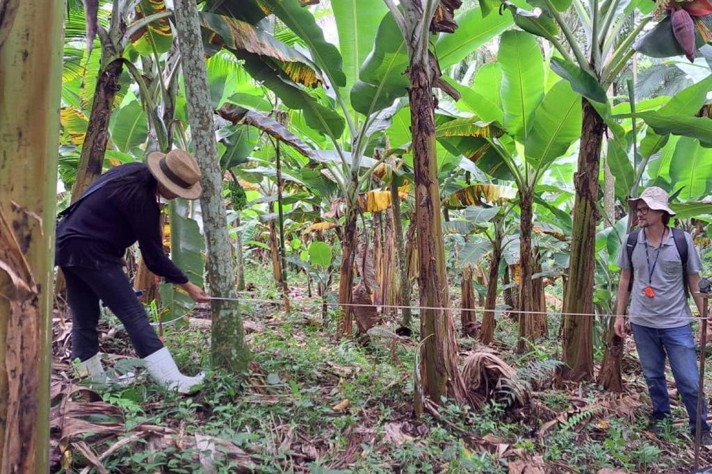 Produção de banana e juçara junto à mata nativa no Litoral Norte pode ...