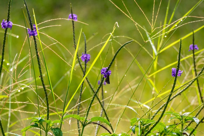 Chá de gervão: para que serve, benefícios e como fazer | GZH