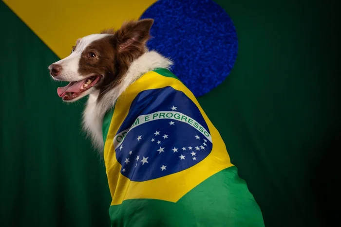 Pets na Copa do Mundo: 7 dicas para proteger o seu animal durante as ...