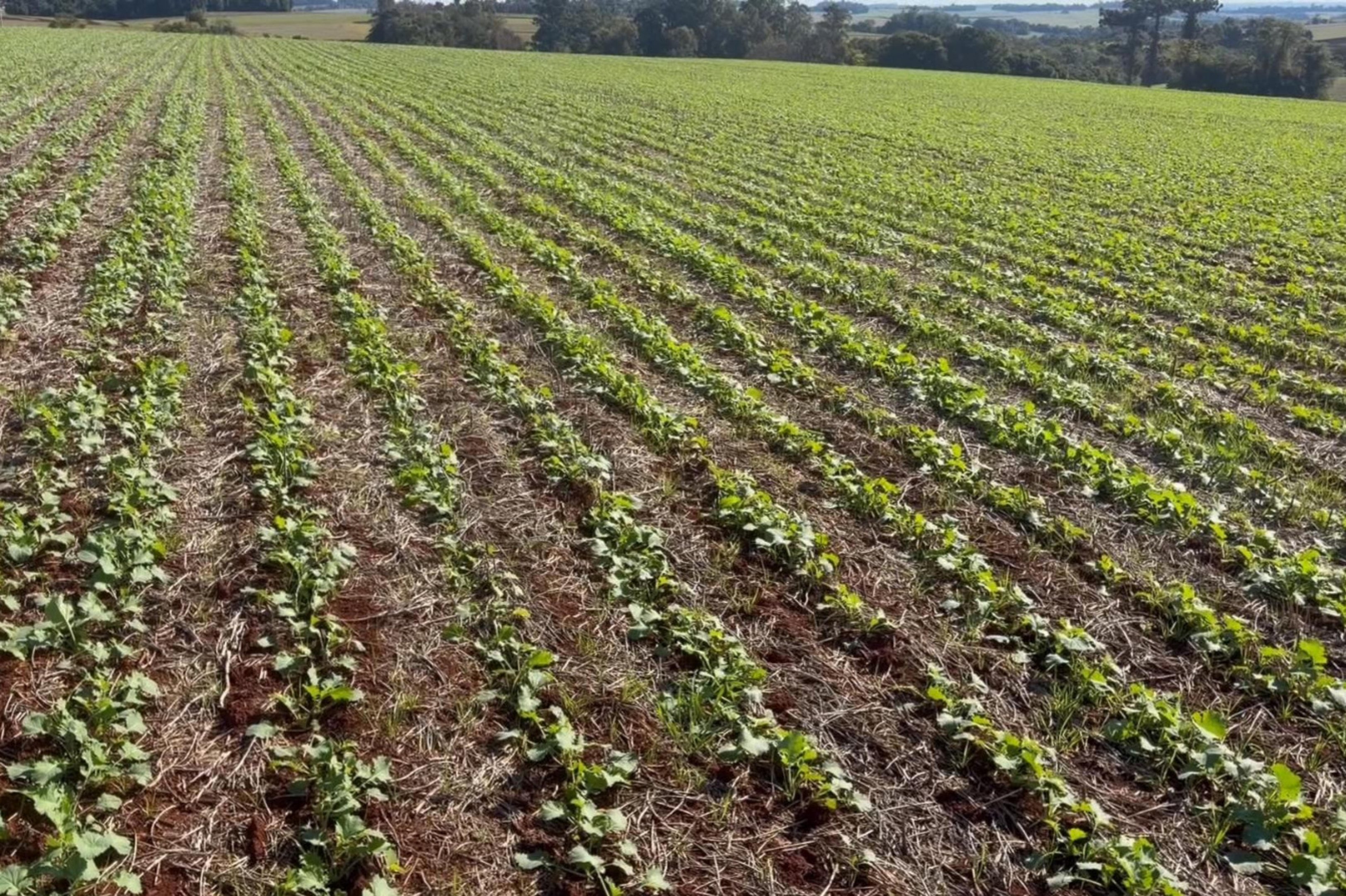 Plantio de canola avança com apoio do mercado e ganha espaço em ...