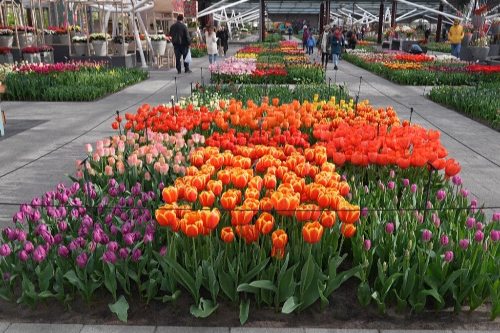 Na Holanda, o maior jardim de flores do mundo festeja a primavera | GZH