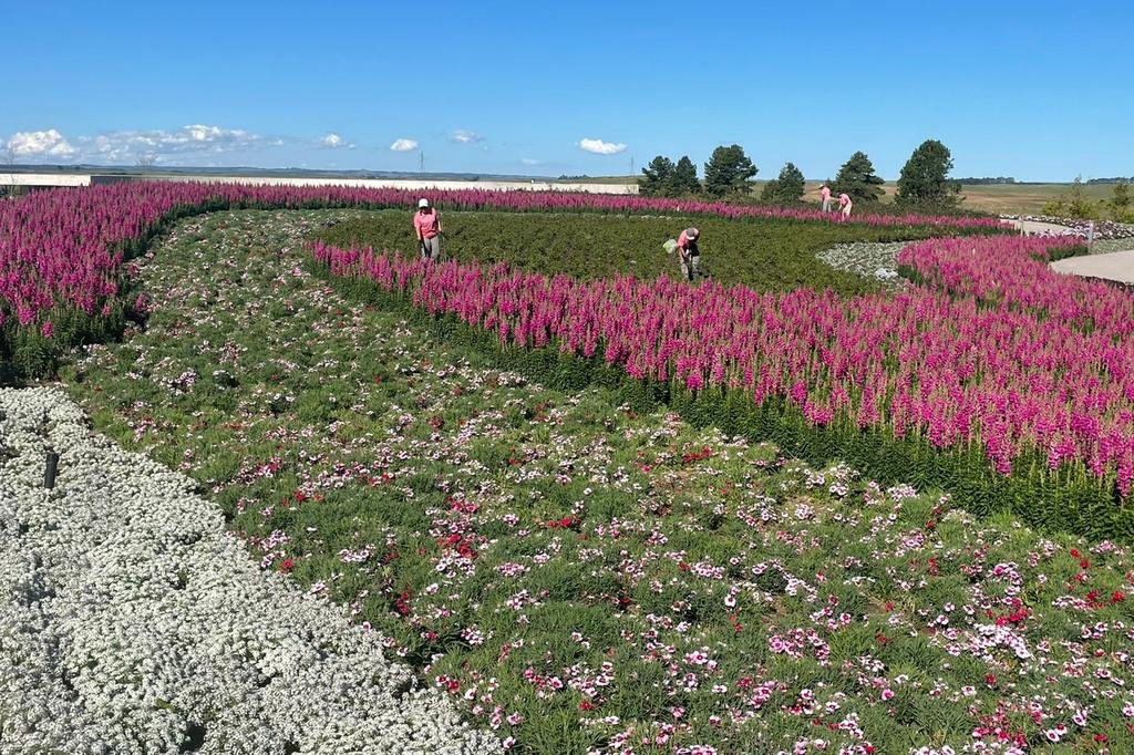 Como o maior parque de flores das Américas se prepara para seu segundo ...