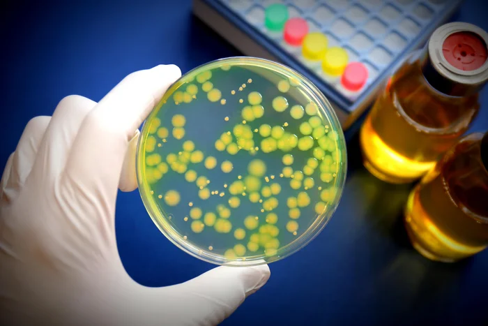 "Do tipo oportunista": o que é a Pseudomonas aeruginosa, bactéria que ...