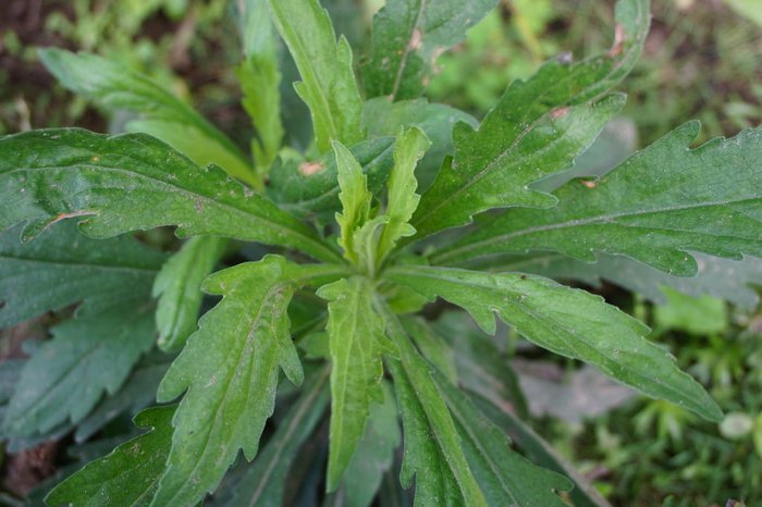 Buva: para que serve, quais os benefícios e como preparar para comer | GZH