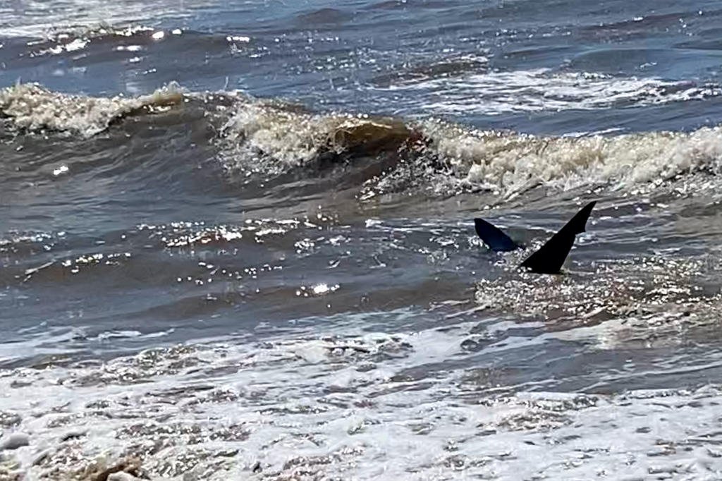 VÍDEO: tubarão-raposa é avistado no litoral do Rio Grande do Sul | GZH