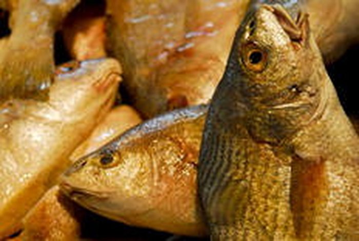 Peixe: saiba como escolher e conservar o alimento | GZH