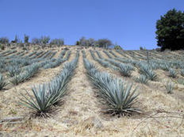 Um destino para os apaixonados por tequila | GZH